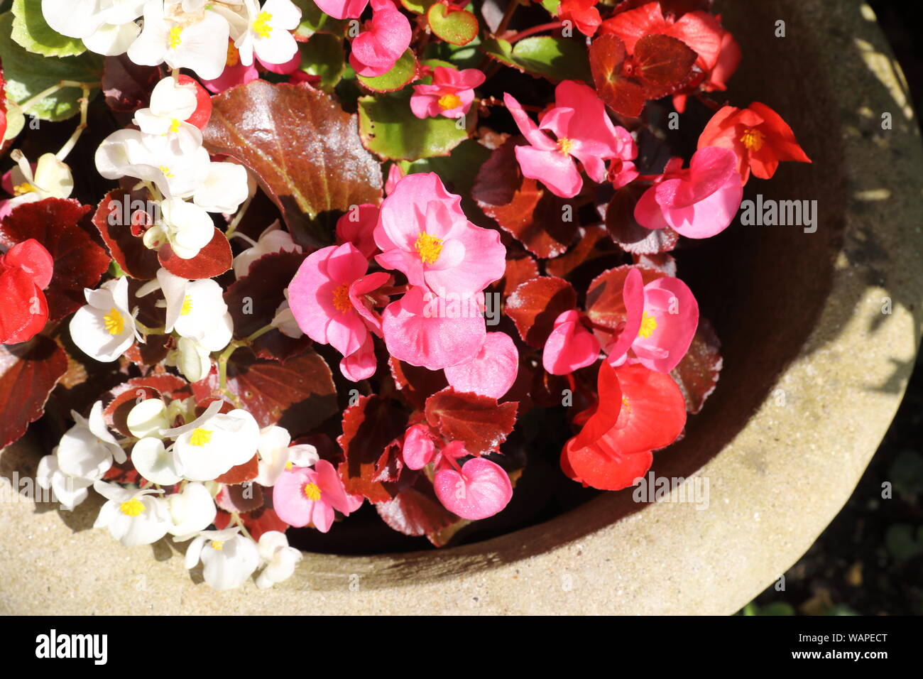 Begonias landscape hi-res stock photography and images - Alamy