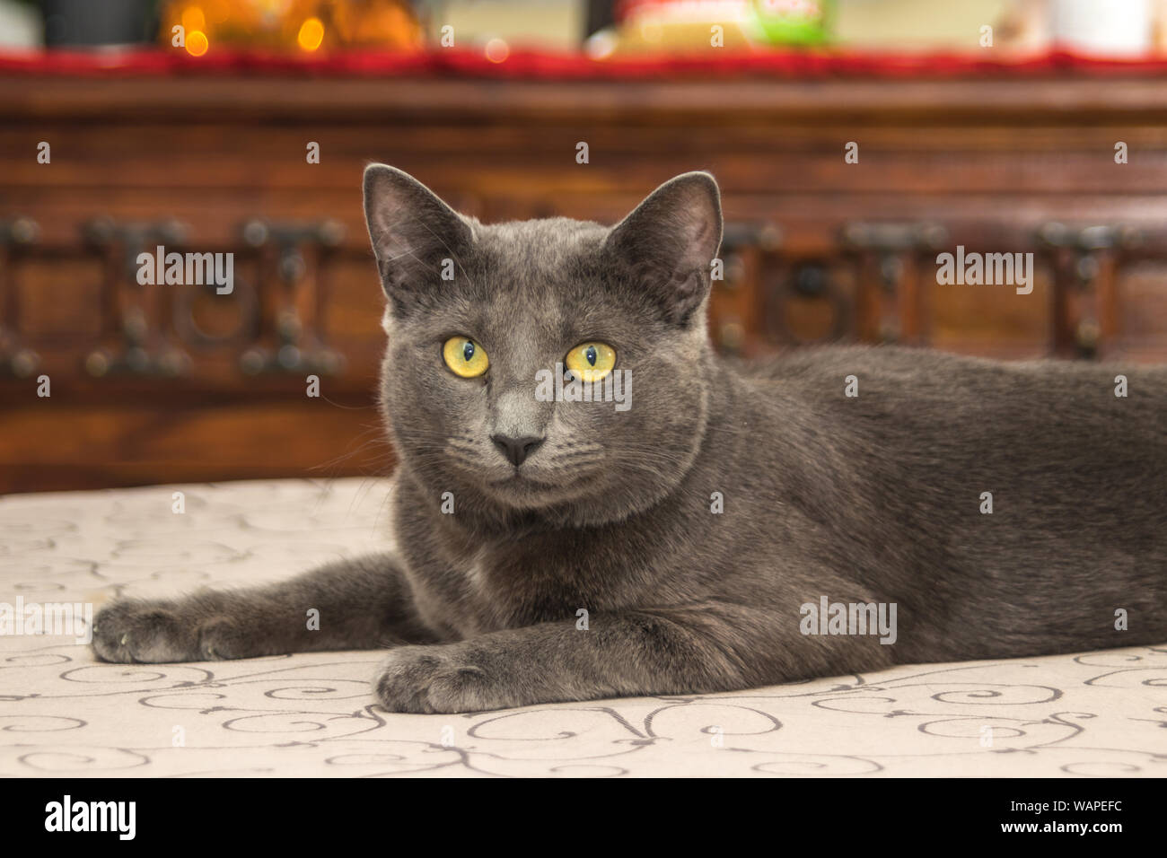 Beautiful Chartreux breed cat with his yellow golden eyes Stock Photo ...