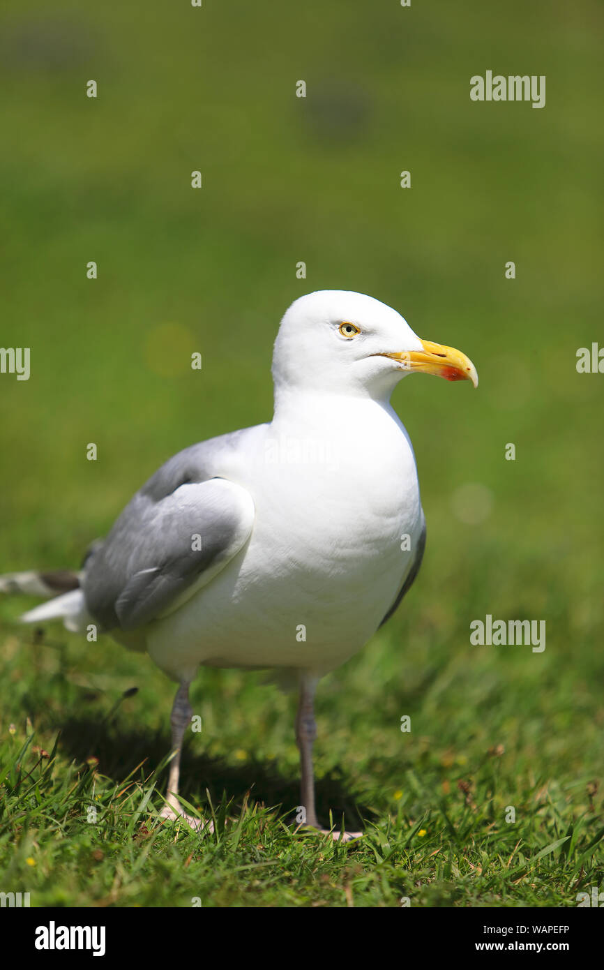 Seagull on the white cliffs at Dover, in Kent, England, UK Stock Photo ...
