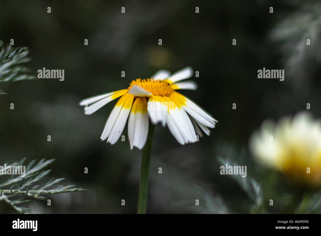 Little daisy hi-res stock photography and images - Alamy