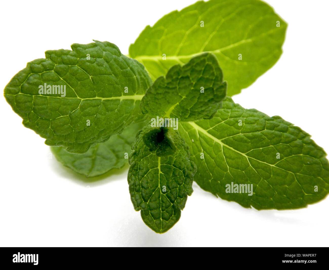 Mint isolated on white background Stock Photo - Alamy