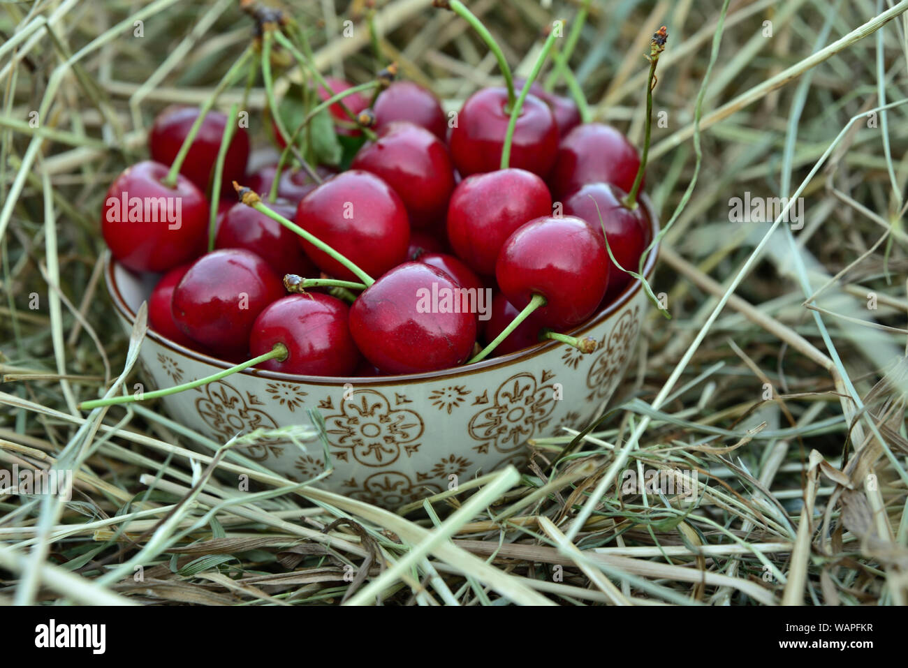 Fresh red cherries in a painted ceramic bowl in the countryside in the ...