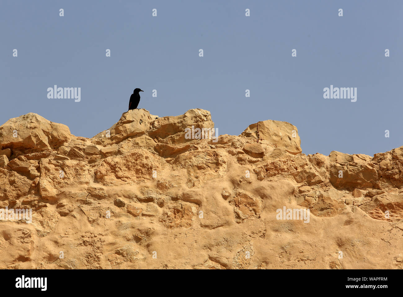 Corbeau oiseau oiseaux hi-res stock photography and images - Alamy