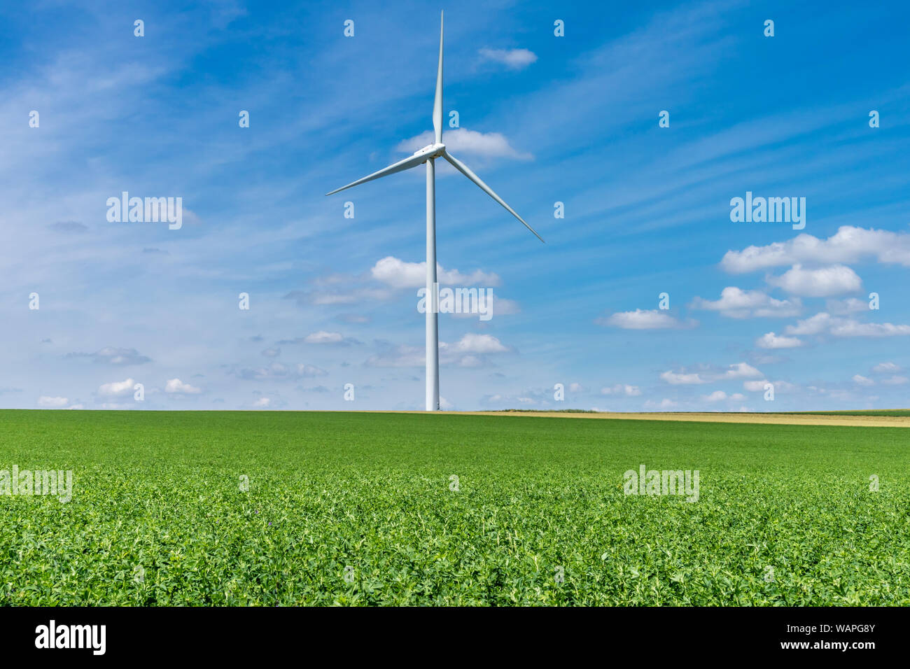 Wind turbines on a green wheat field producing power from renewable ...