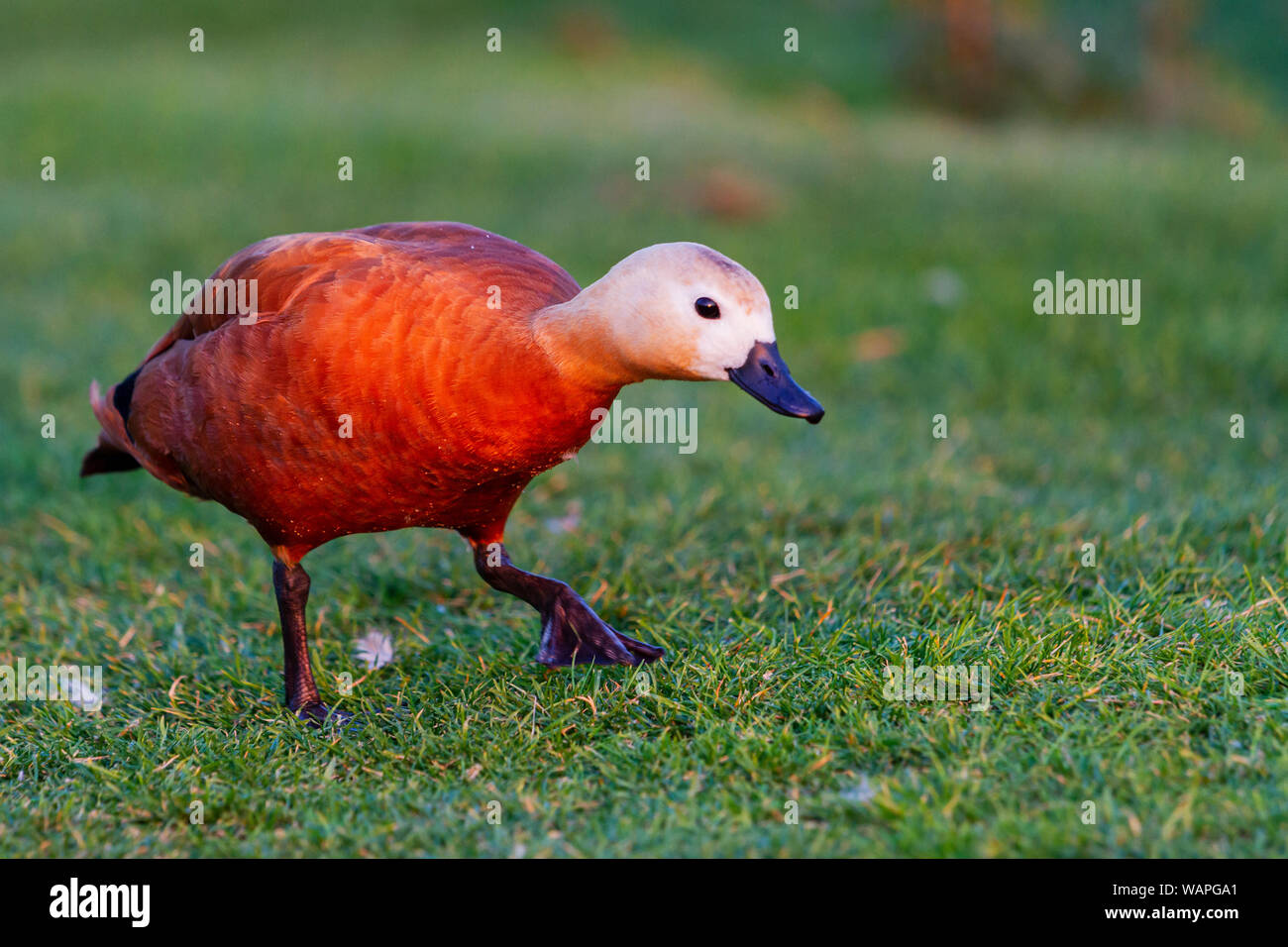 beautiful duck at sunset walks on the grass, breath of autumn Stock ...