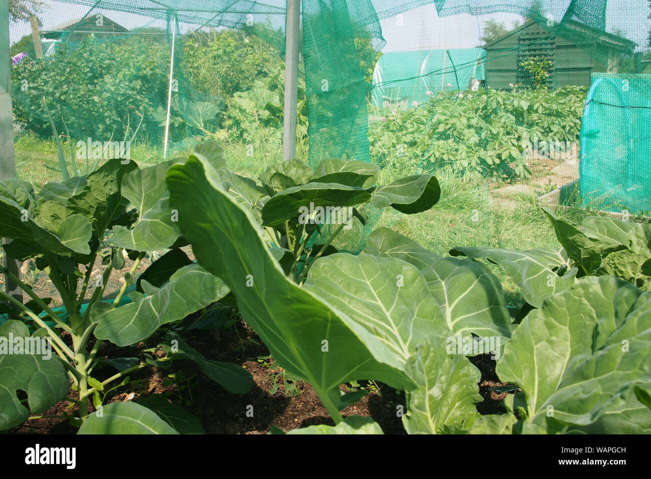 A close up view of brussel sprout plants growing inside netting to ...