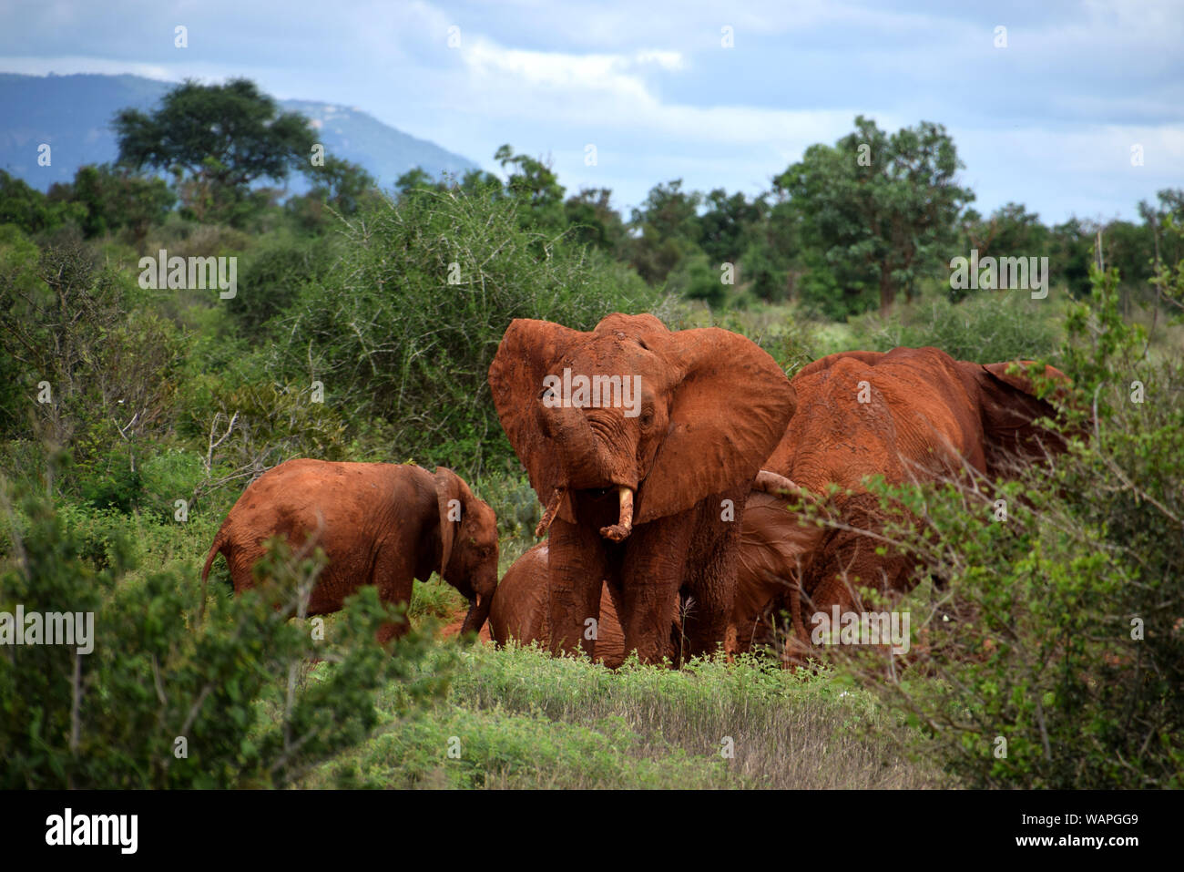 African red elephants, safari Kenya Stock Photo - Alamy