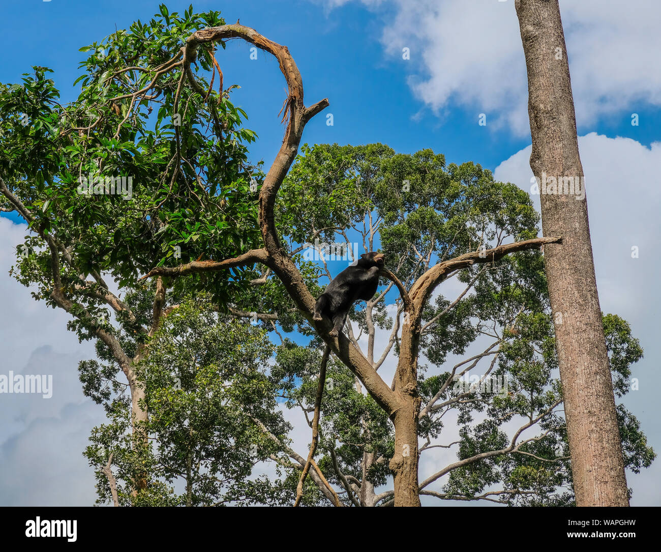 Borneo sun bear conservation center hi-res stock photography and images ...