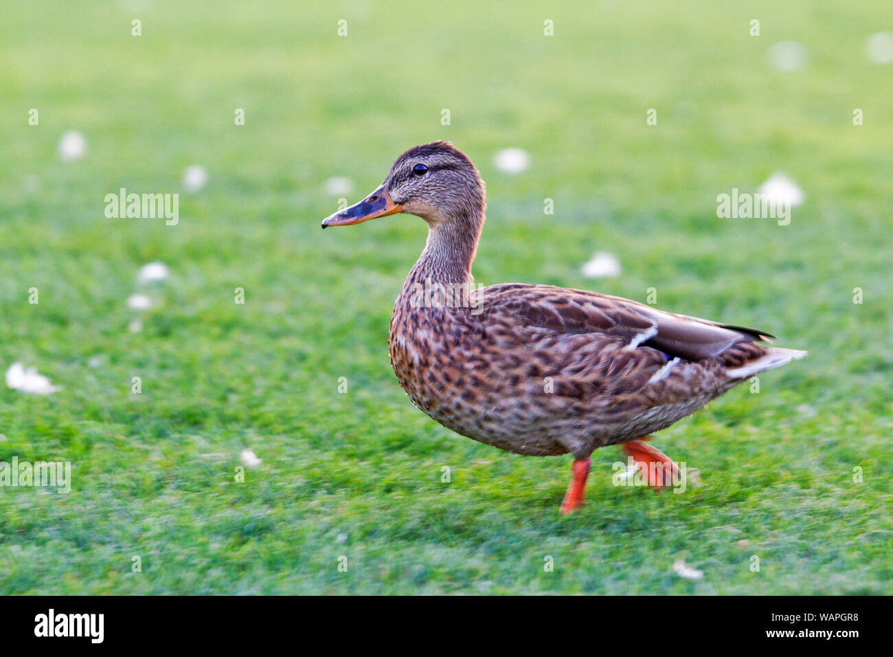 duck runs on a green lawn at sunset, breath of autumn Stock Photo - Alamy