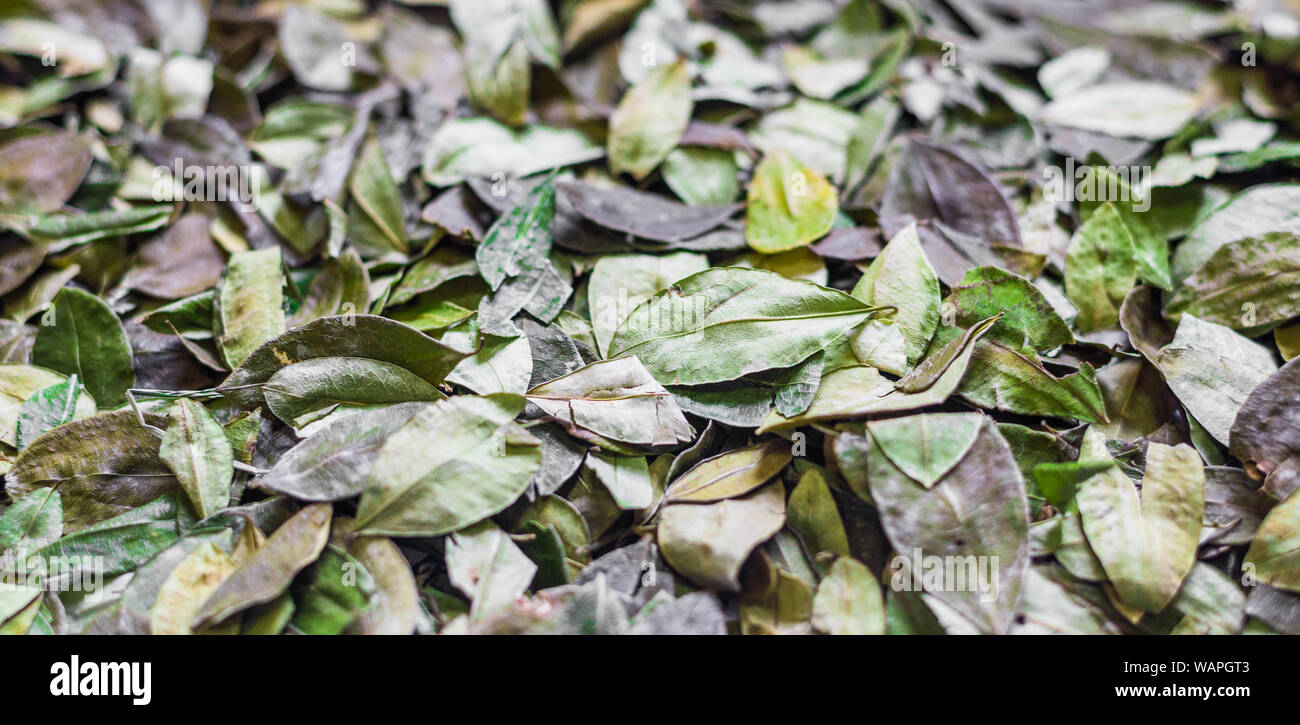Assortment of coca tree leaves. Food and ethnic background pattern ...