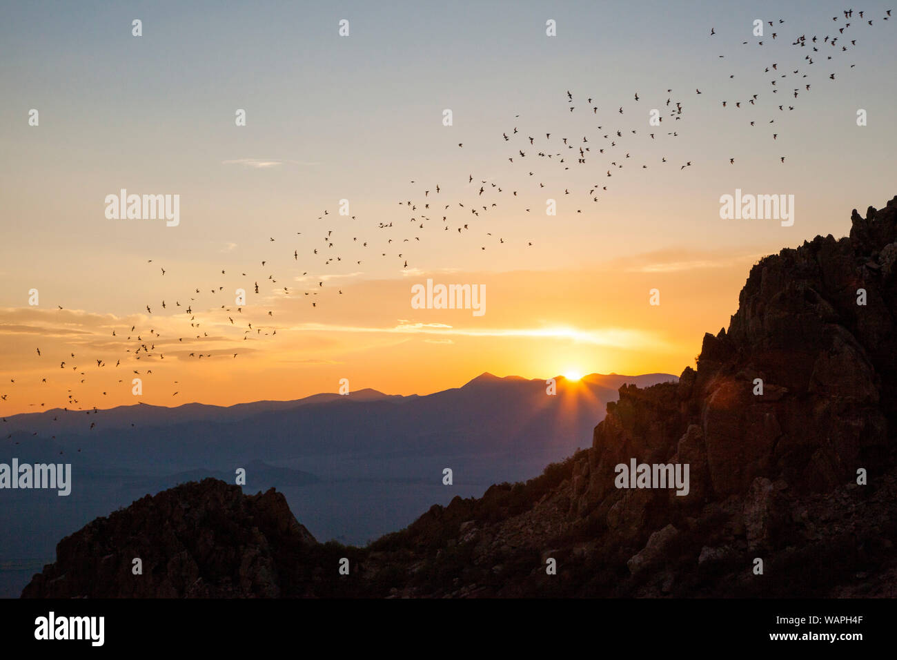 Mexican free-tailed bats (Tadarida brasiliensis) emerge from the Orient ...
