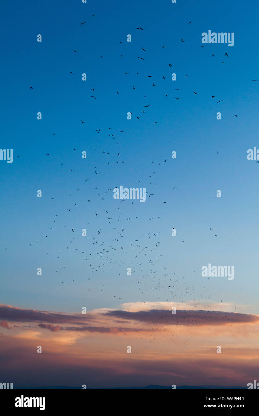 Mexican free tailed bat, colorado hi-res stock photography and images ...