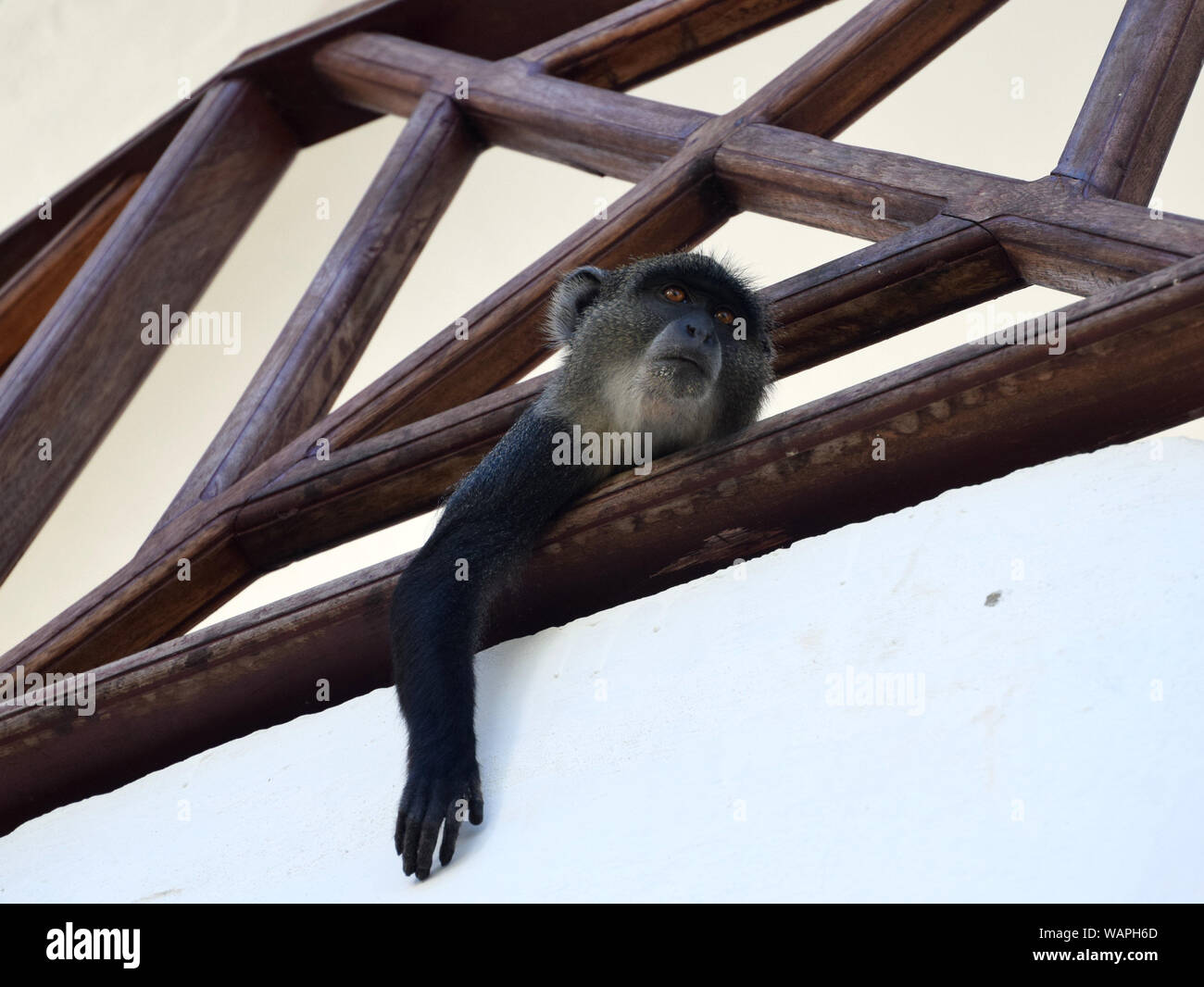 Monkey relaxing hi-res stock photography and images - Alamy