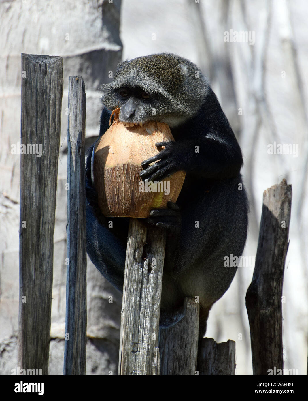 Cute Vervet monkey eating coconut on woodfence in Africa Stock Photo ...