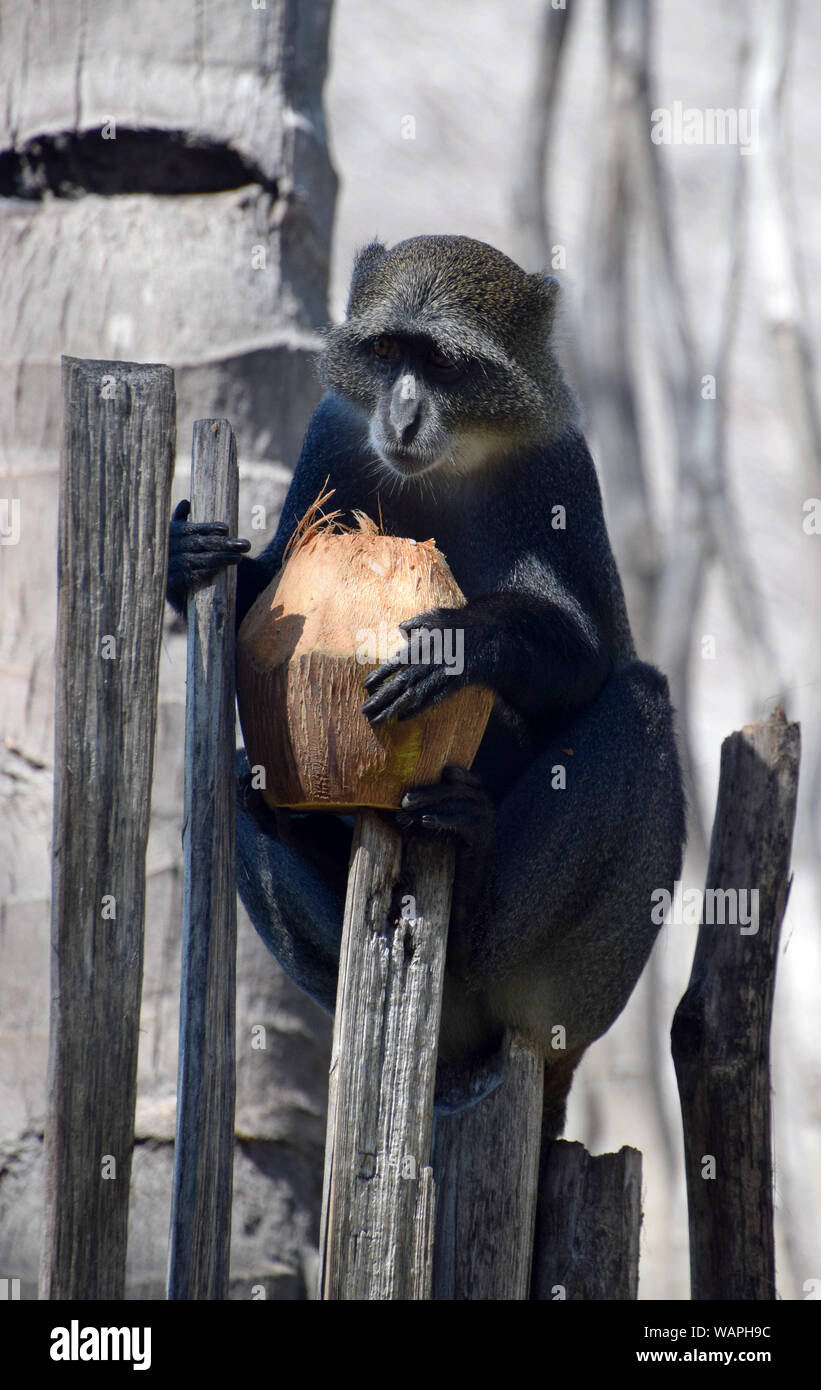 Cute Vervet monkey eating coconut on woodfence in Africa Stock Photo ...