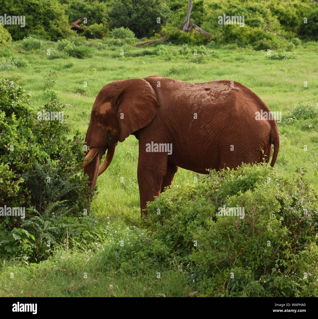 African wild red elephant in nature. Safari in Africa Stock Photo - Alamy