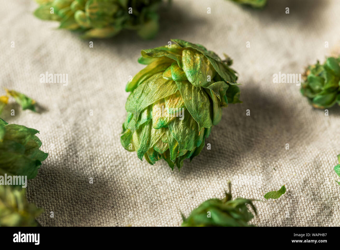 Raw Green Organic Fresh Beer Hops Ready to Brew Stock Photo - Alamy