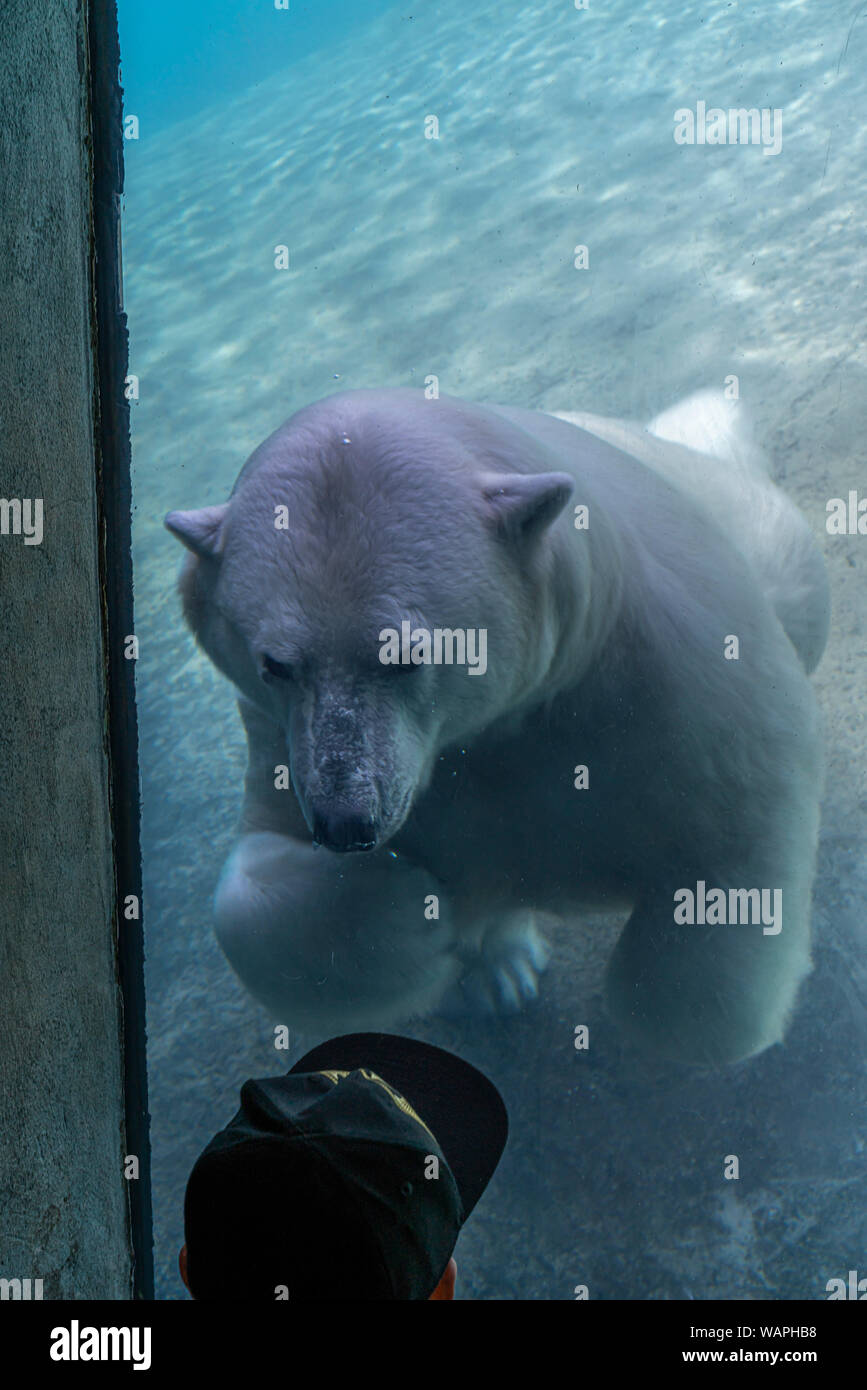 Child zoo polar bear hi-res stock photography and images - Alamy