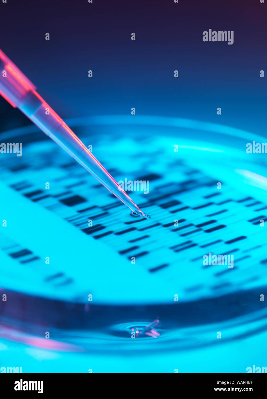 DNA Research, Pipetting into a petri dish with a DNA autoradiogram ...