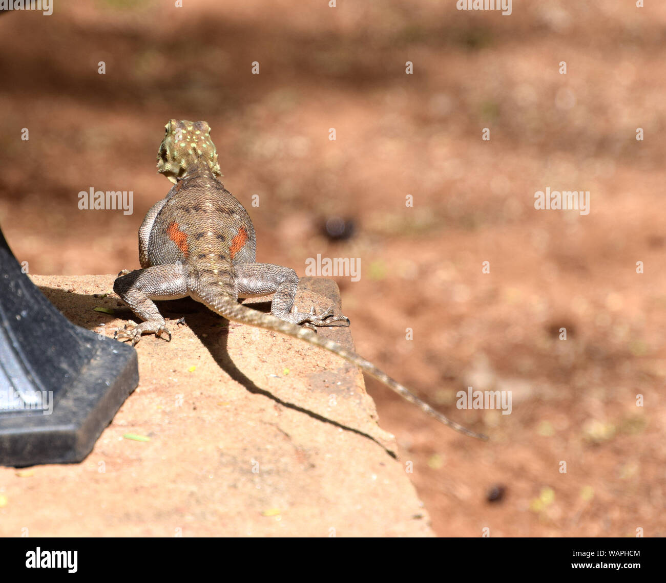 Female Agama lizard, brown african lizard from back Stock Photo - Alamy