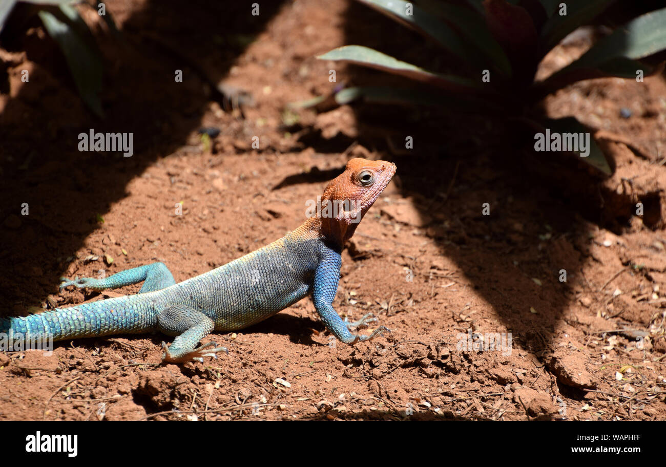 Agaminae hi-res stock photography and images - Alamy