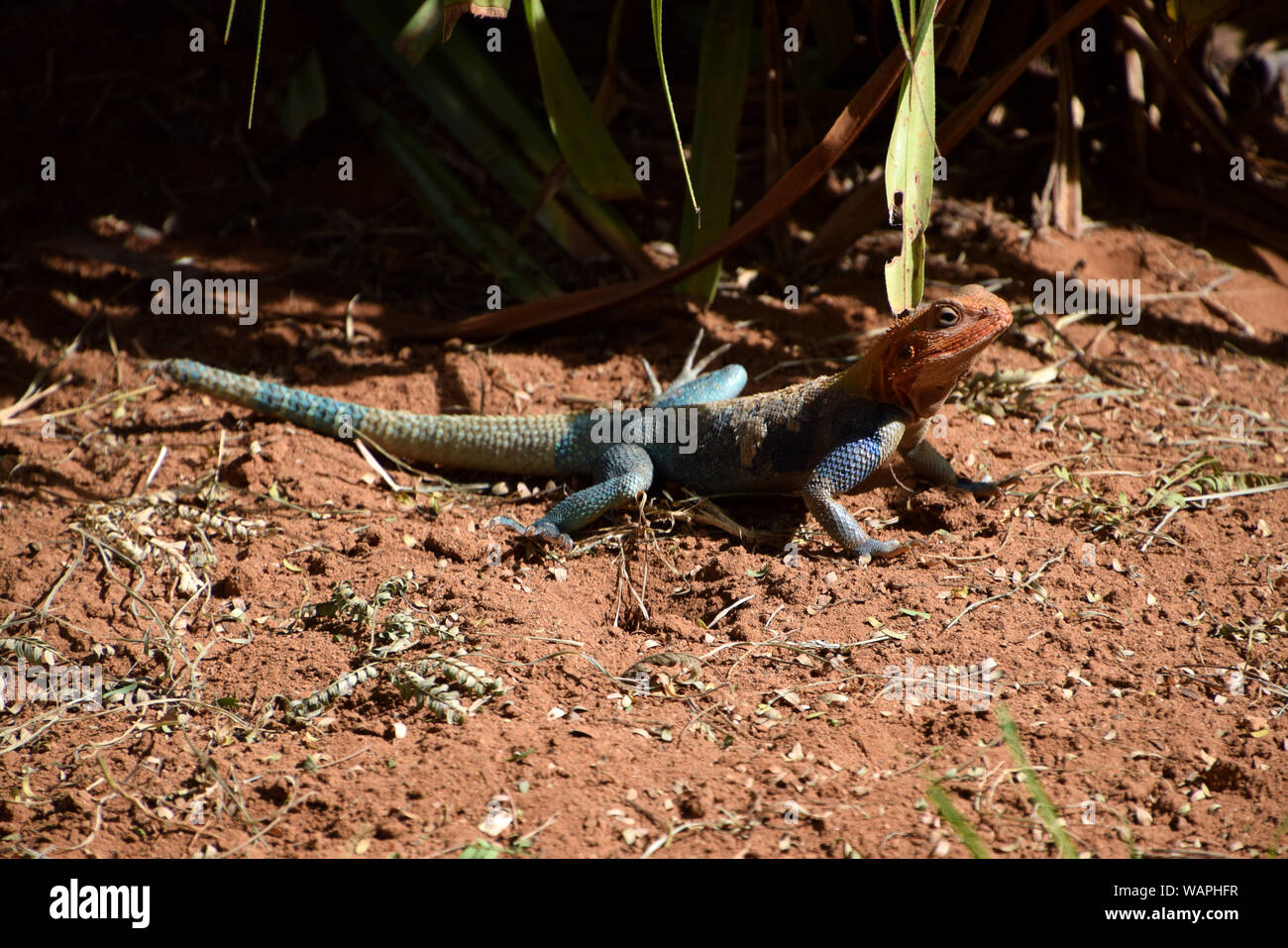 Agaminae hi-res stock photography and images - Alamy