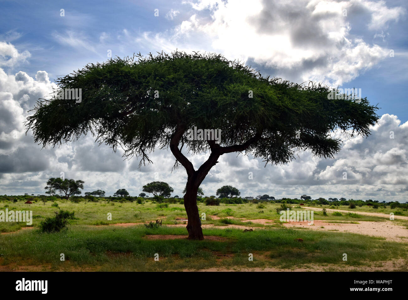 Vachellia tortilis tree and the intact nature at the African savanna ...