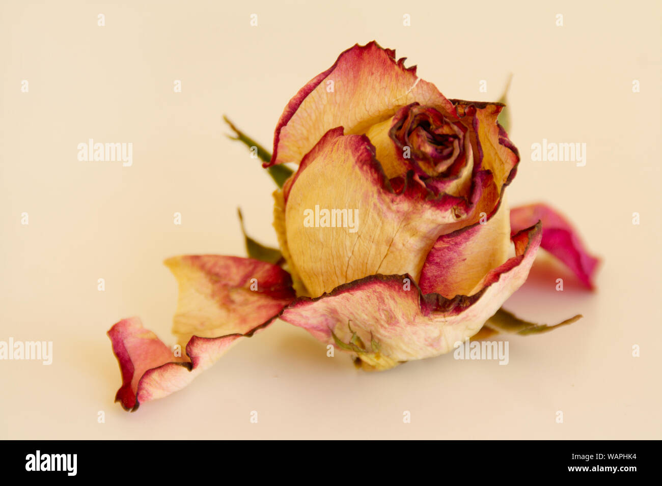 Faded violet hi-res stock photography and images - Alamy