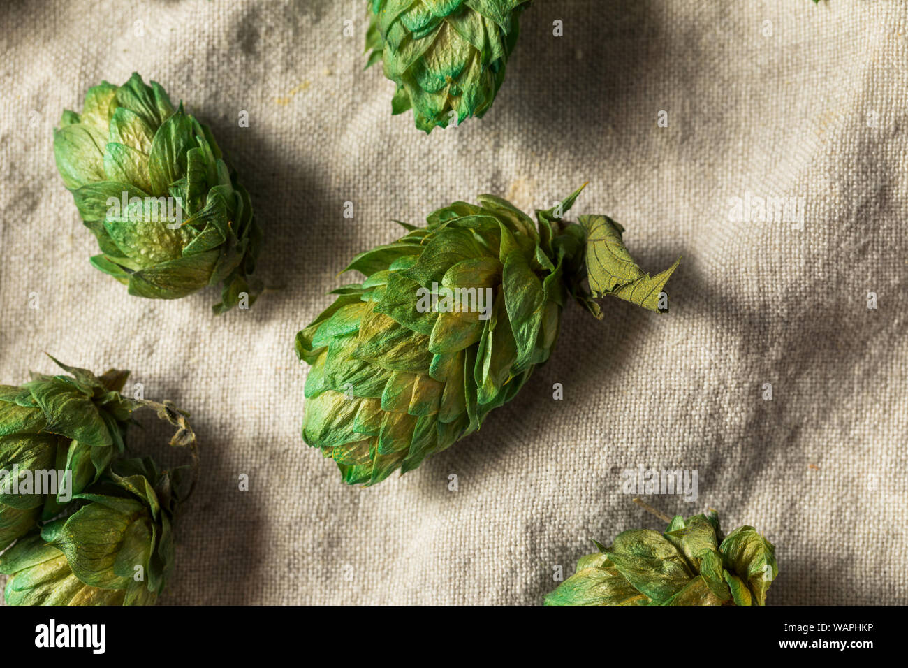 Raw Green Organic Fresh Beer Hops Ready to Brew Stock Photo - Alamy