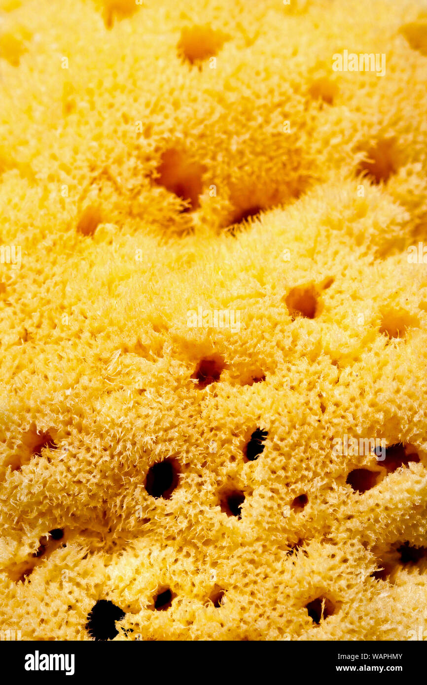 Macro shot of natural sea sponge texture Stock Photo - Alamy