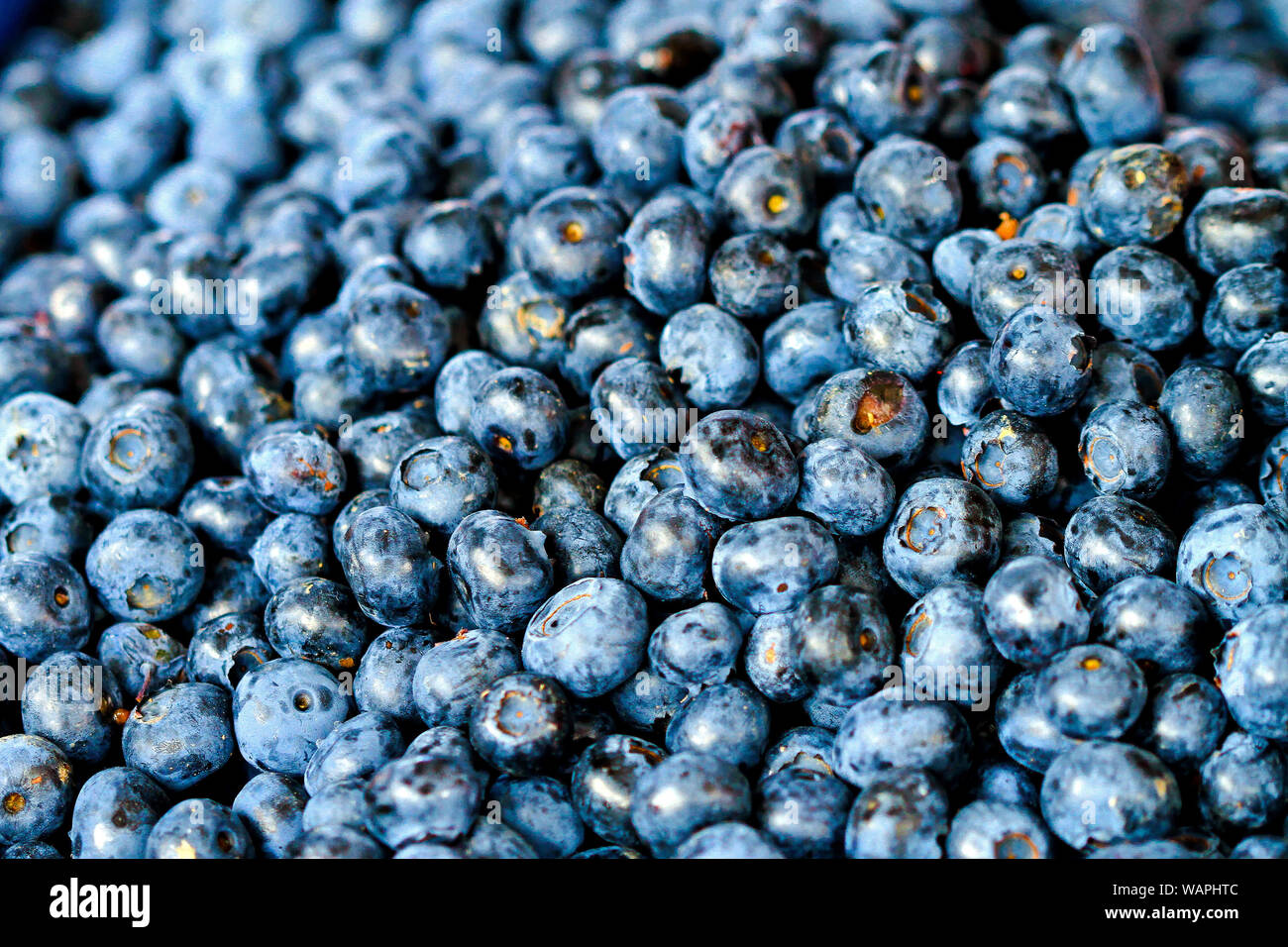 Bunch of fresh organic blueberries sold on market Stock Photo - Alamy