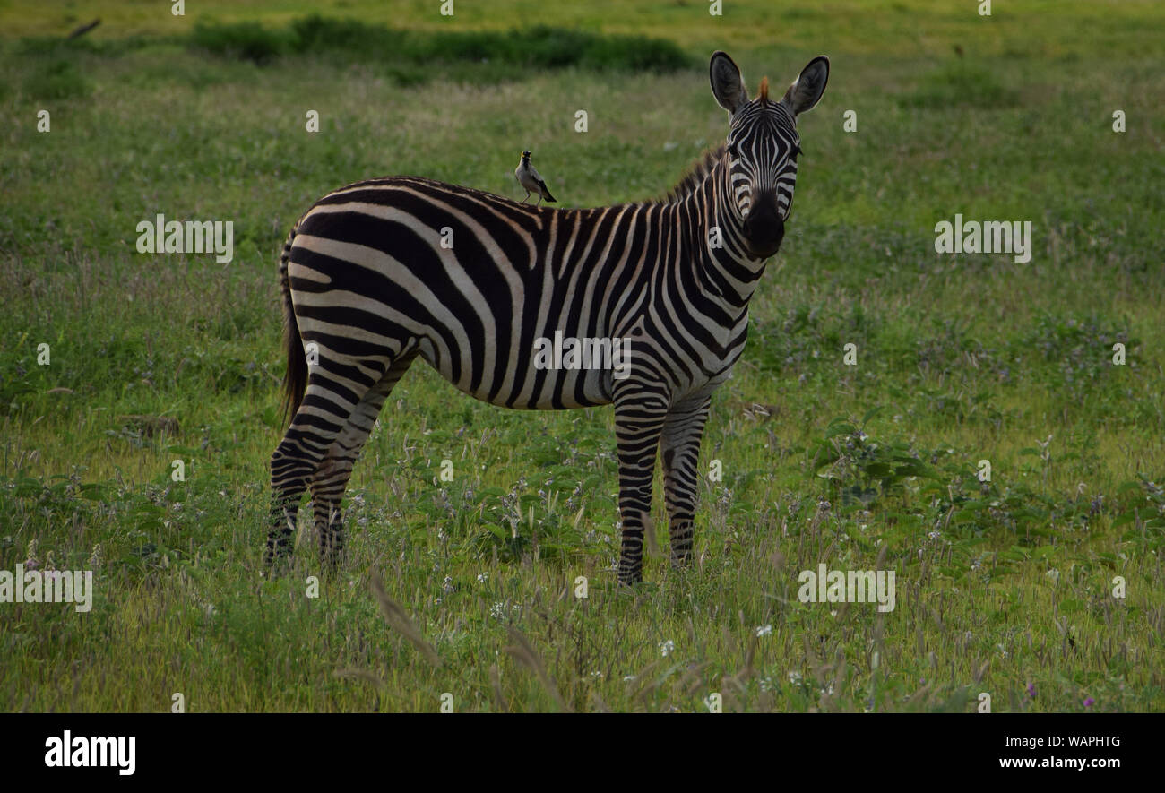 Equus zebra back hi-res stock photography and images - Alamy