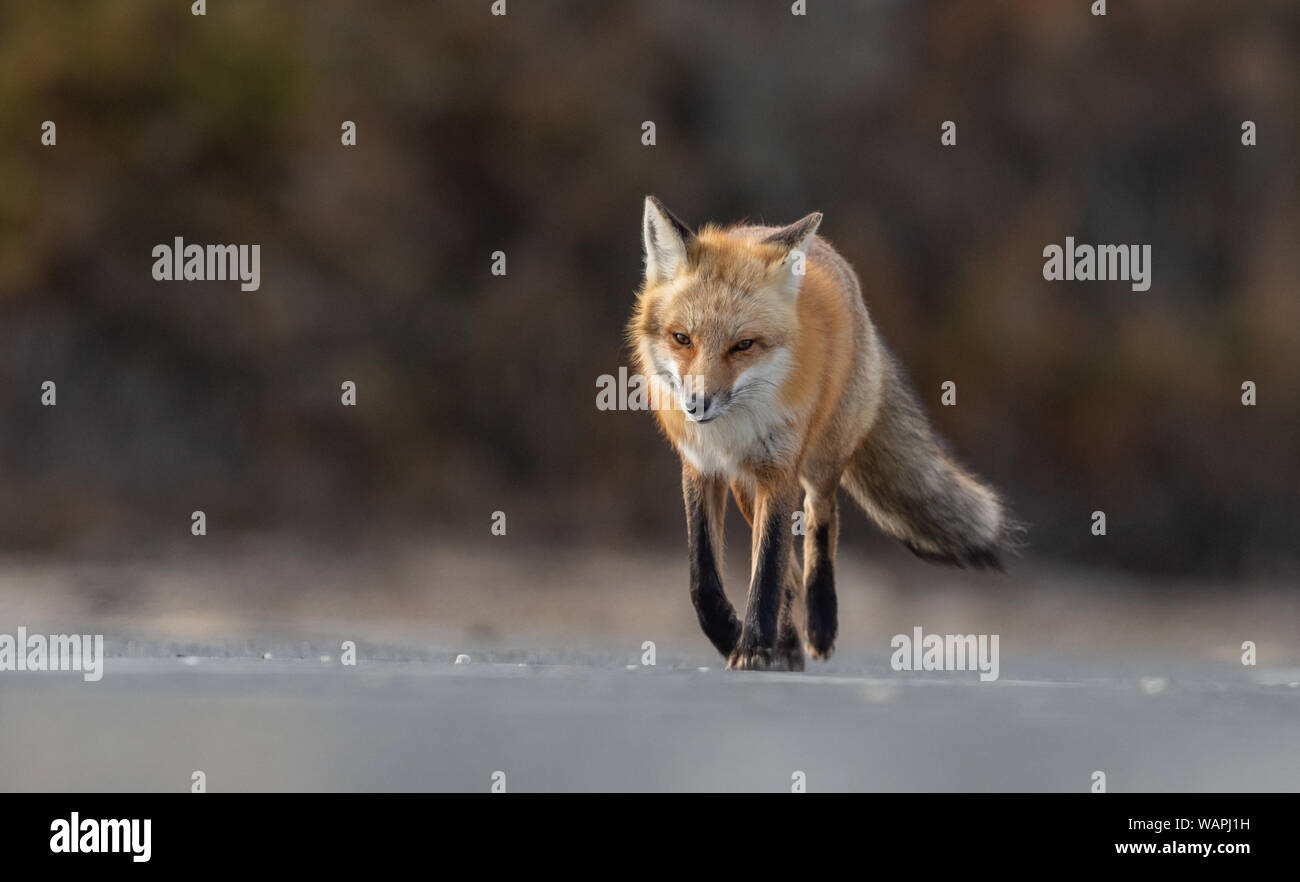 Camera tripod fox hi-res stock photography and images - Alamy