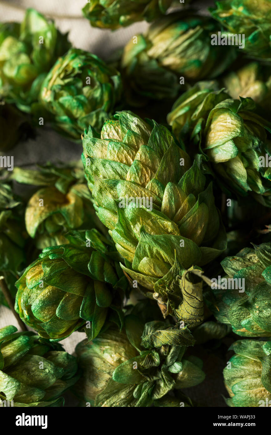 Raw Green Organic Fresh Beer Hops Ready to Brew Stock Photo - Alamy