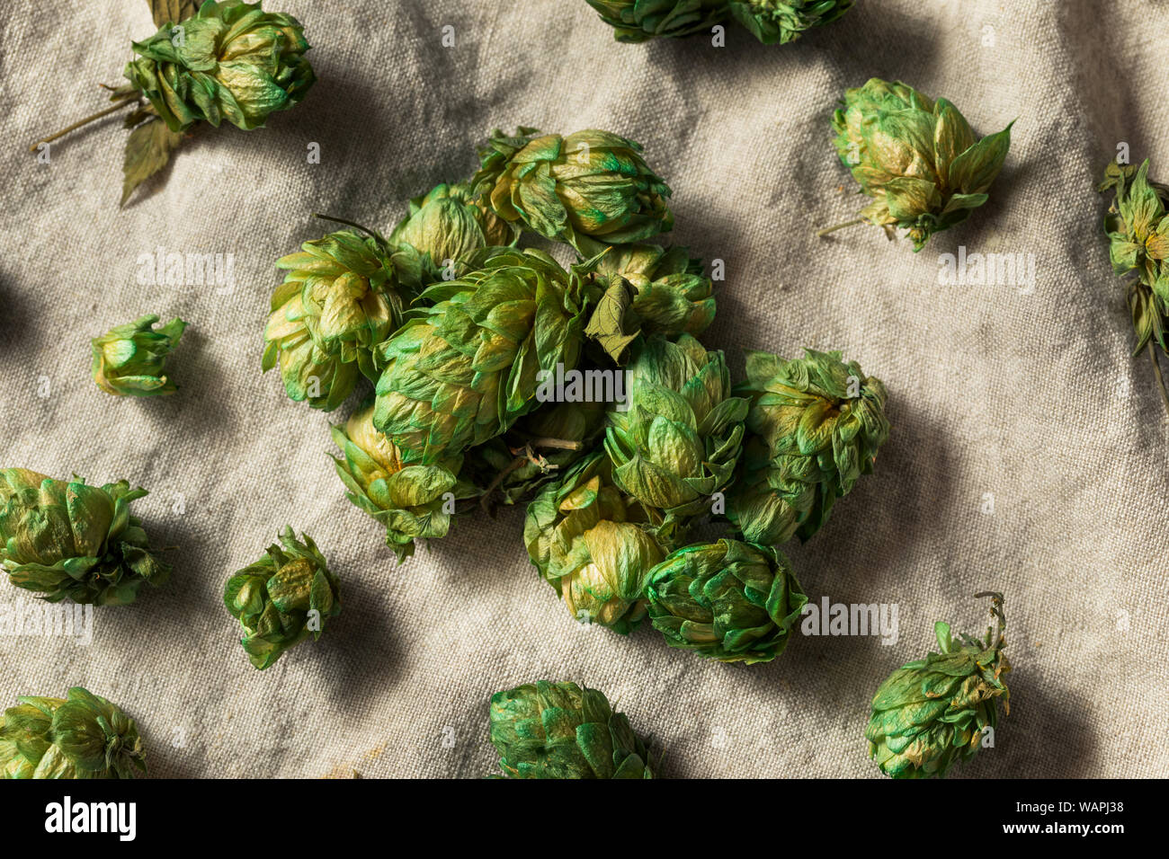 Raw Green Organic Fresh Beer Hops Ready to Brew Stock Photo - Alamy