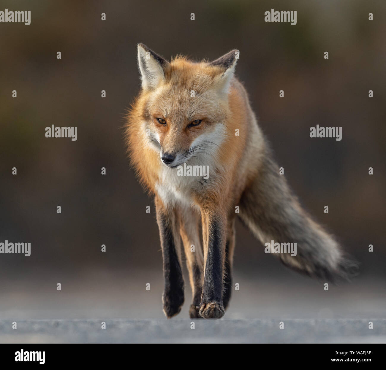Camera tripod fox hi-res stock photography and images - Alamy