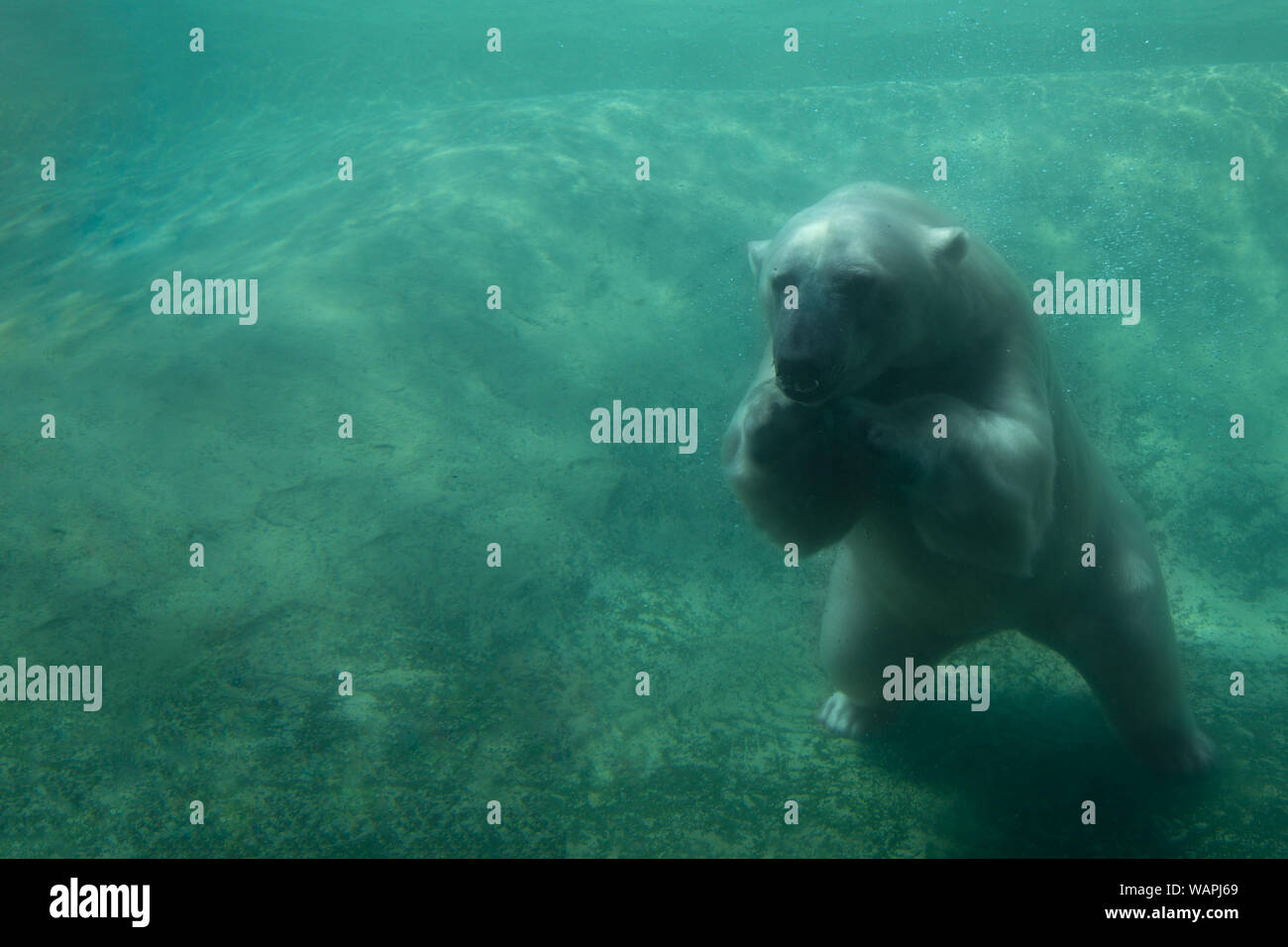Cute Polar Bear Ursus maritimus Underwater Diving off Bottom Stock ...