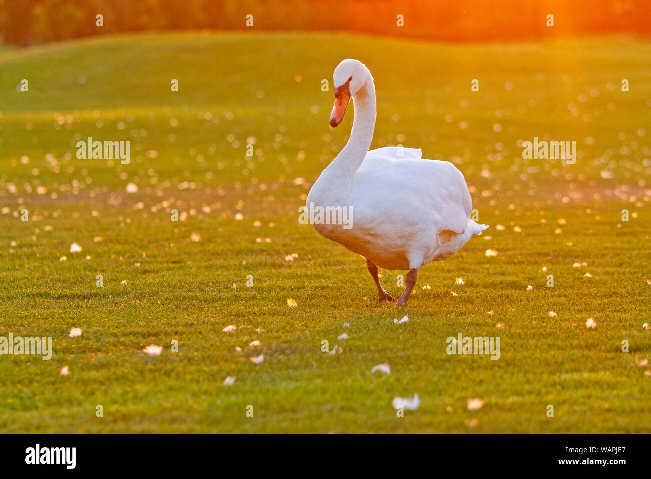 Family swan walking hi-res stock photography and images - Alamy