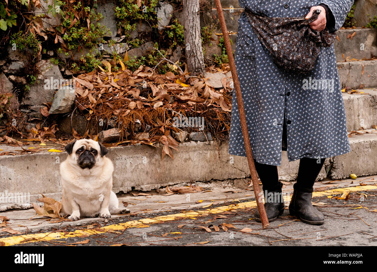 Dog in the streets hi-res stock photography and images - Alamy