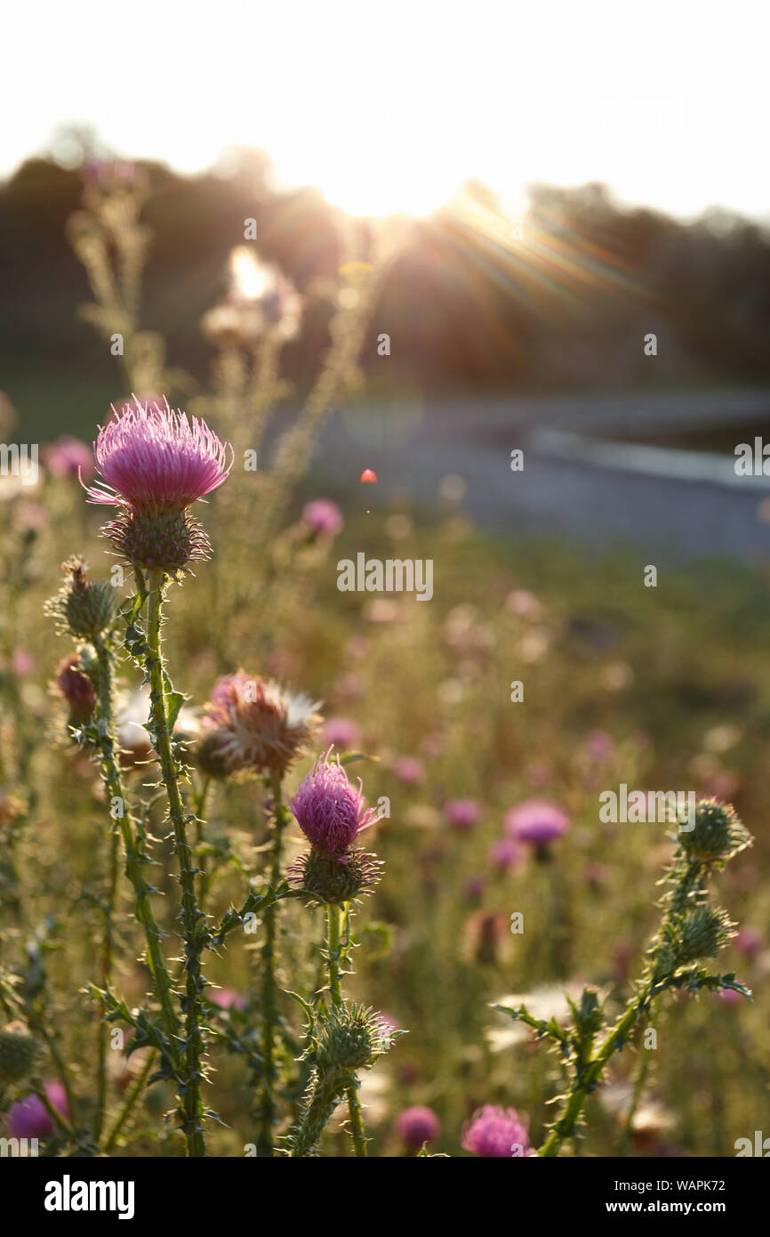 Bush thistle hi-res stock photography and images - Alamy