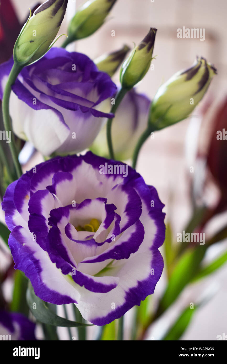 Eustoma russellianum hi-res stock photography and images - Alamy
