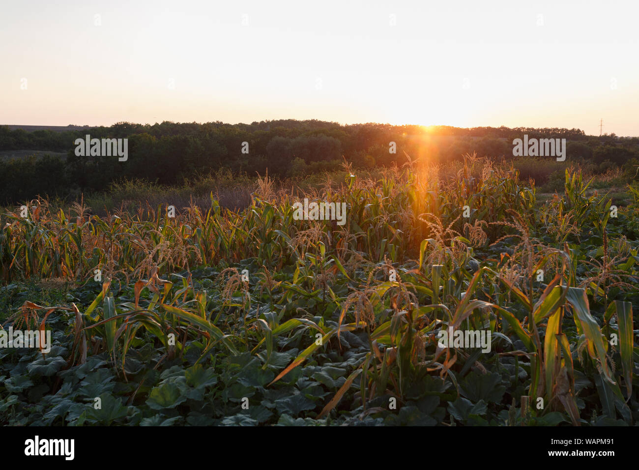 Garden sunset summer hi-res stock photography and images - Alamy