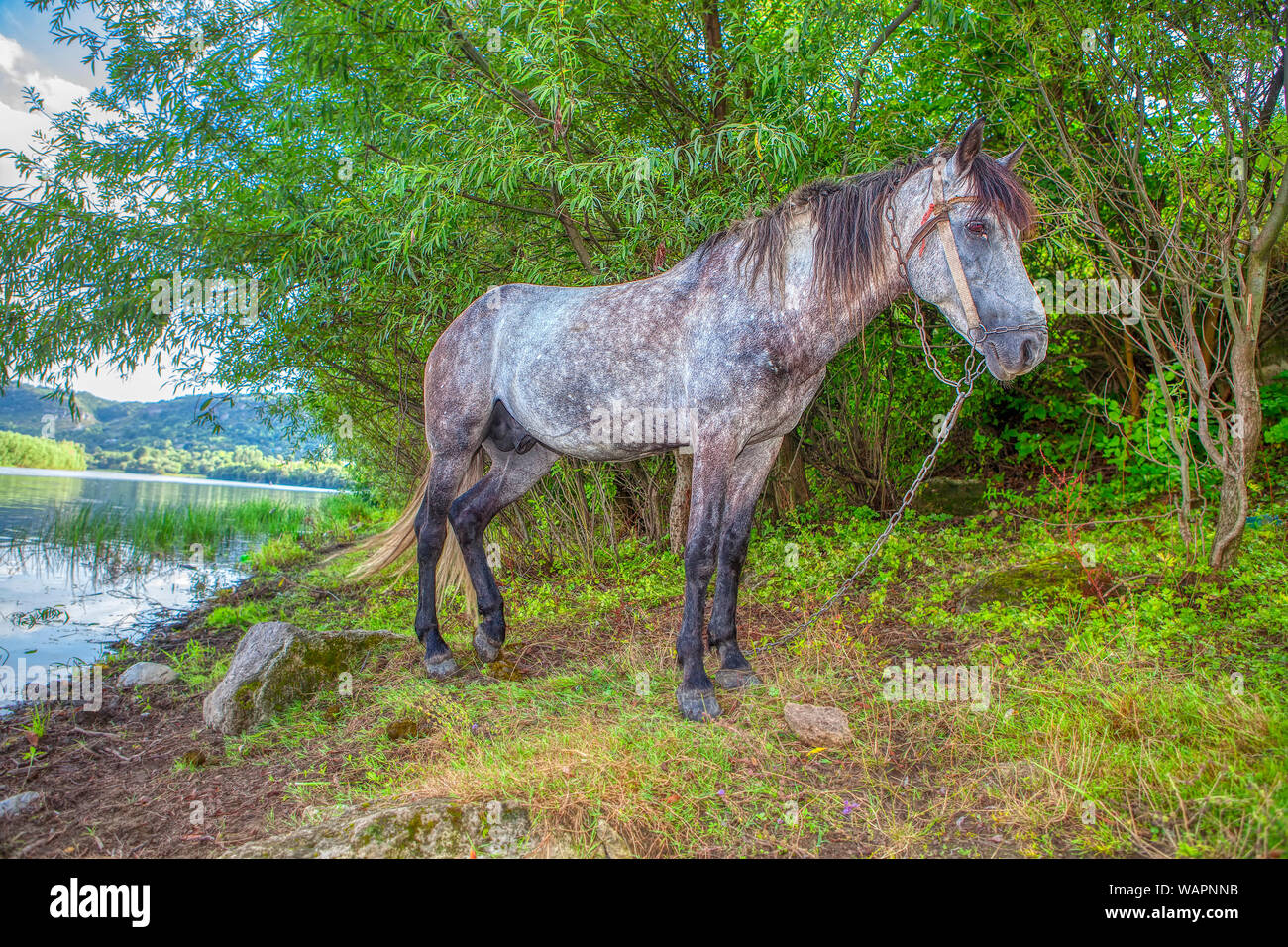 Beautiful grey mare grazing on the river shore Stock Photo - Alamy