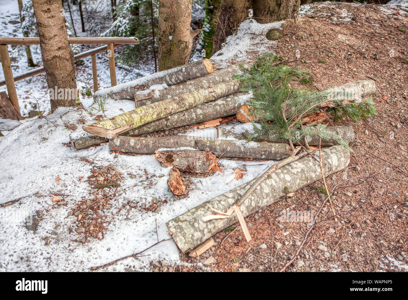 Stack Of Logs in snowy forest Stock Photo - Alamy