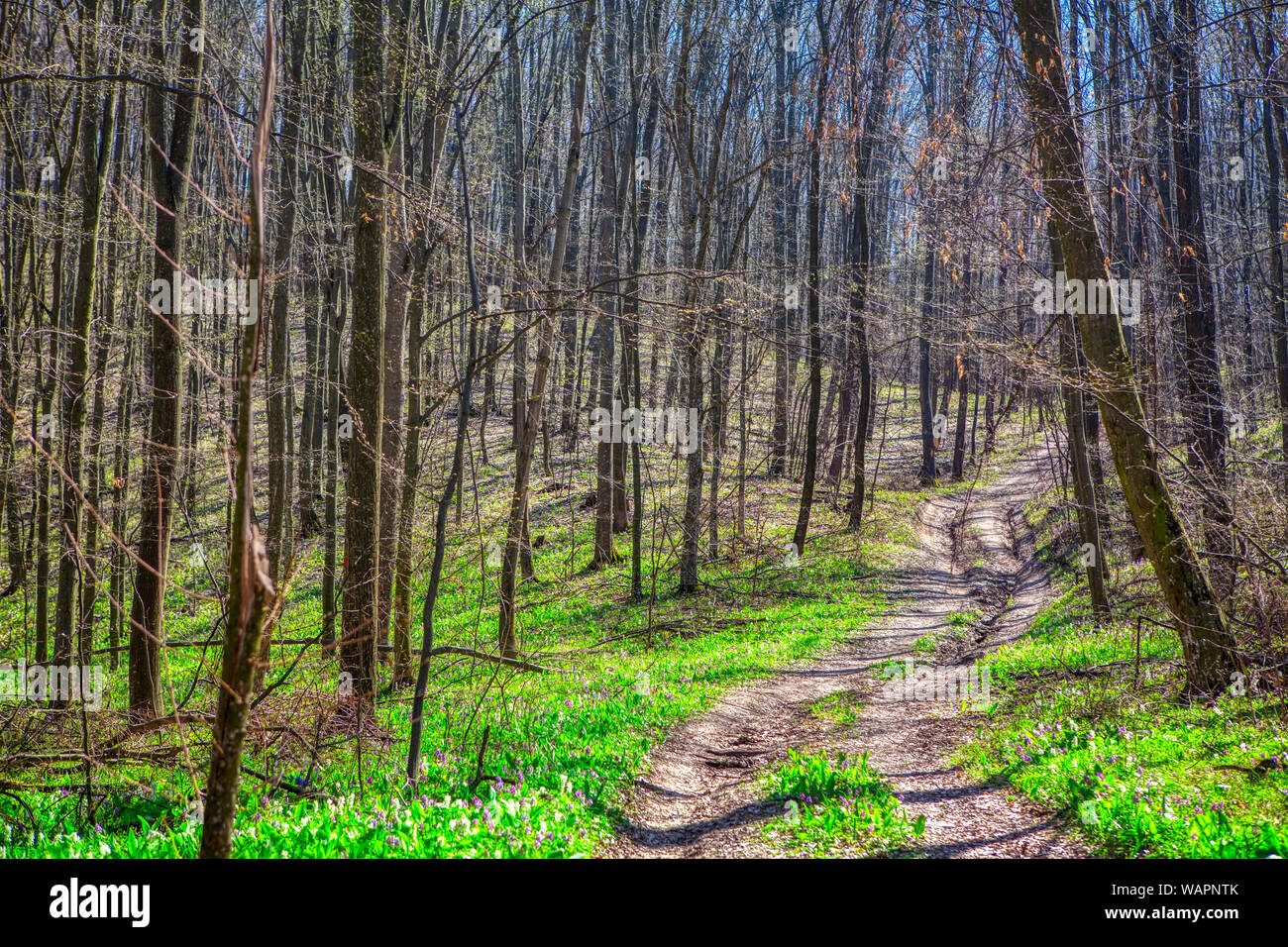 sunny spring weather in spring forest Stock Photo - Alamy