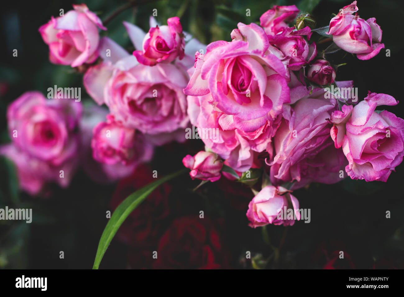 Smelling pink roses hi-res stock photography and images - Alamy