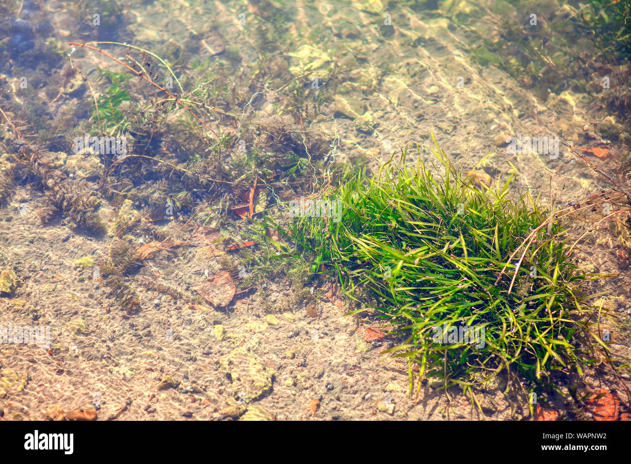 plants growing on the river bottom Stock Photo - Alamy