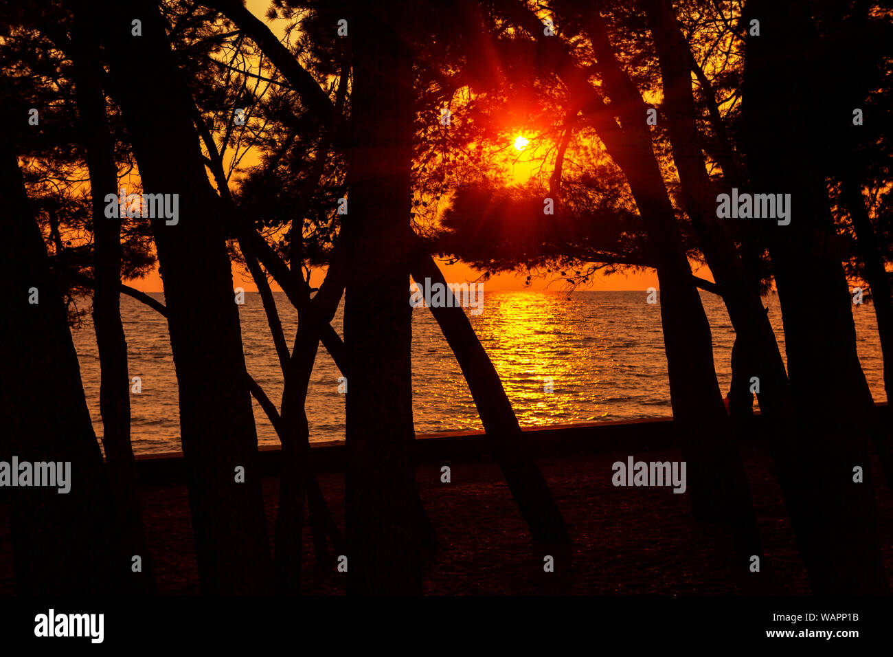 Sunset and trees at tropical sea coast Stock Photo - Alamy