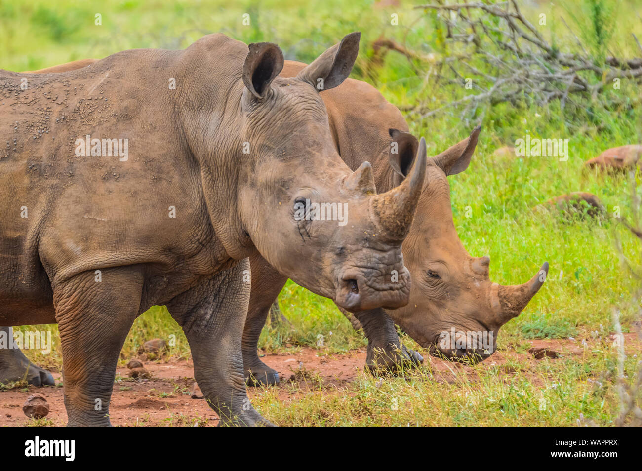Portrait of cute male bull white Rhino or Rhinoceros in a group in ...