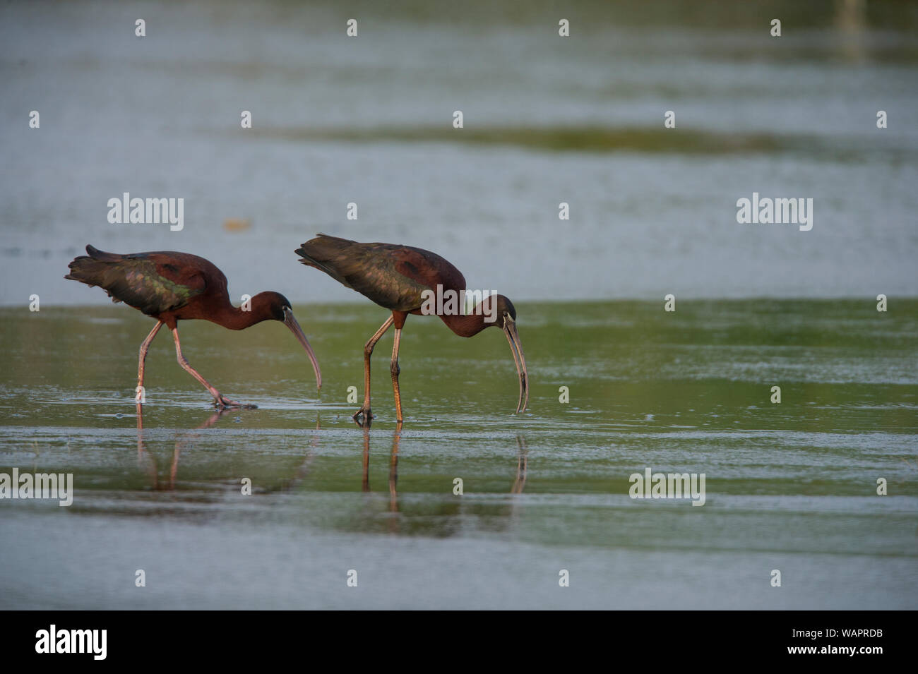 Ibis cemetery hi-res stock photography and images - Alamy